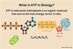 Atp – Declickatessen: Menyingkap Informasi Sumber Biokimia Terkini
