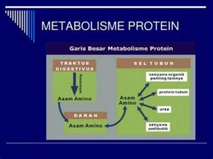 Metabolisme Protein – Declickatessen: Menyingkap Informasi Sumber ...